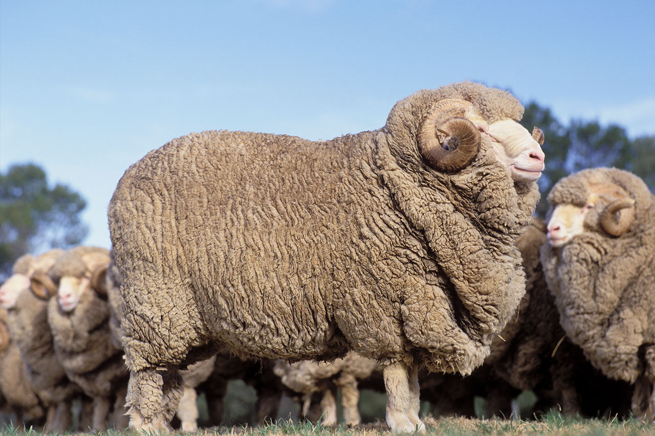 MERINO WOOL - Made for the golf course. – Forrest Golf